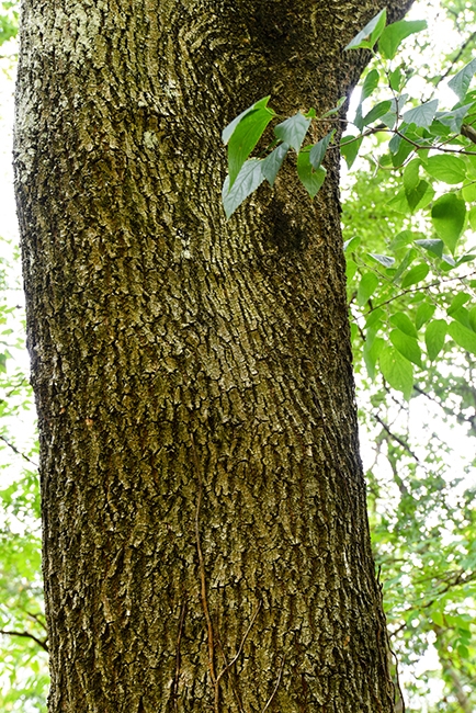 Étape 8 - Les Frênes et les robiniers | Ville de Bron